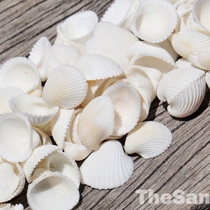 White Seashells 10 500 Small Wedding Clam Shells Cardium Ribbed Cockle ...