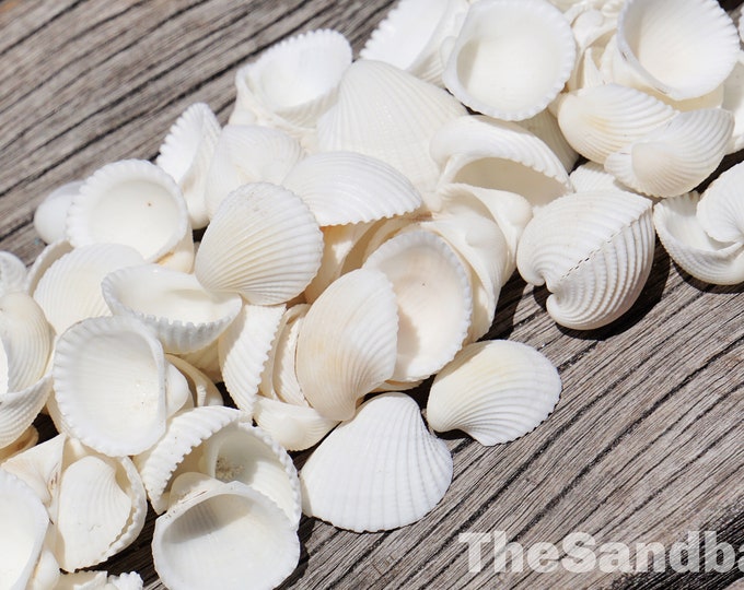 White Seashells 10 500 Small Wedding Clam Shells Cardium Ribbed Cockle ...