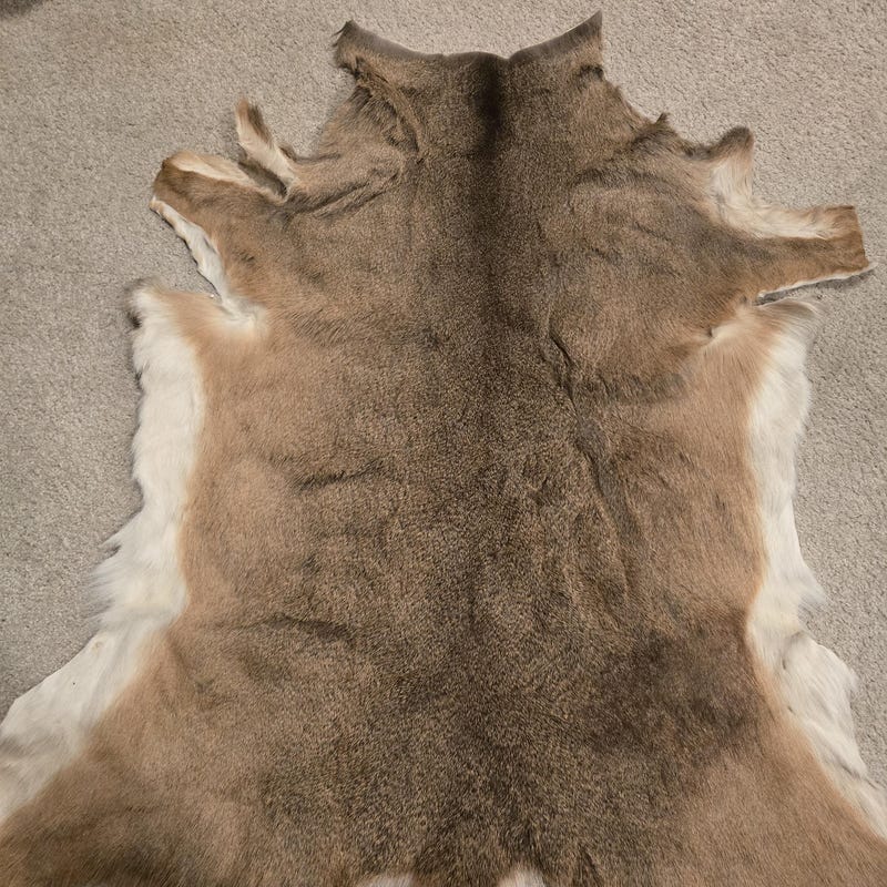 Whitetail Deer Hide - Etsy