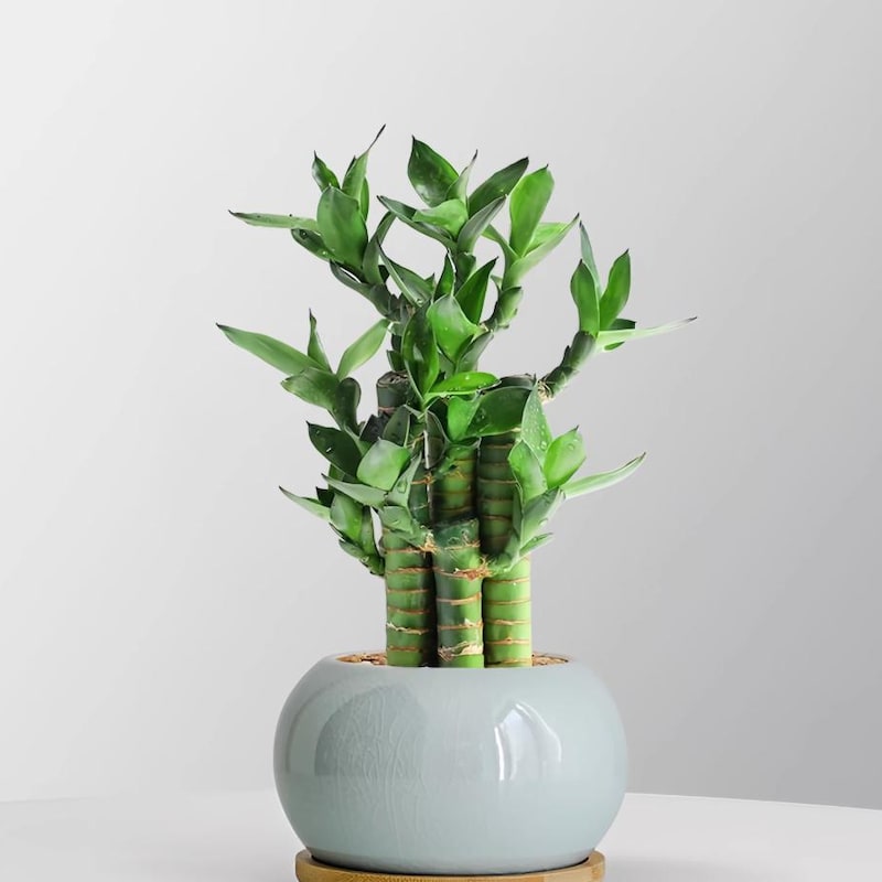 Bamboo Desk Decor - Etsy