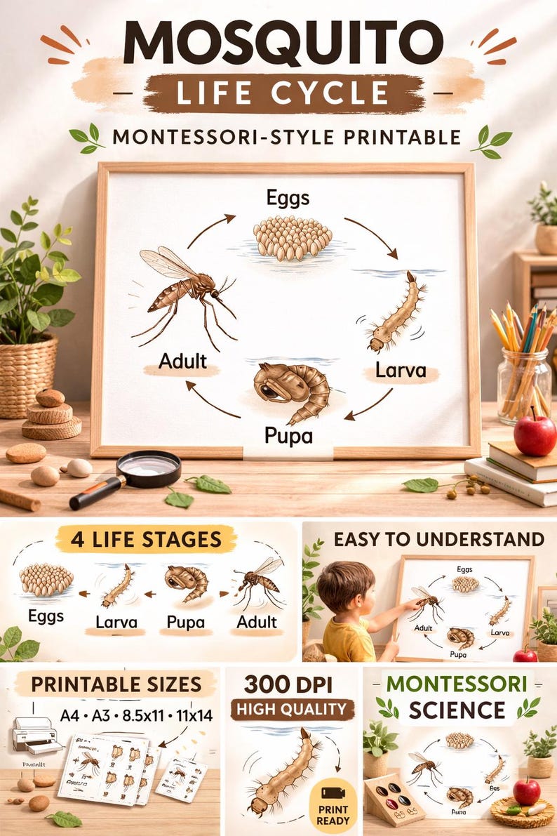 Mosquito Life Cycle Poster, Montessori Science Chart, Insect Biology ...