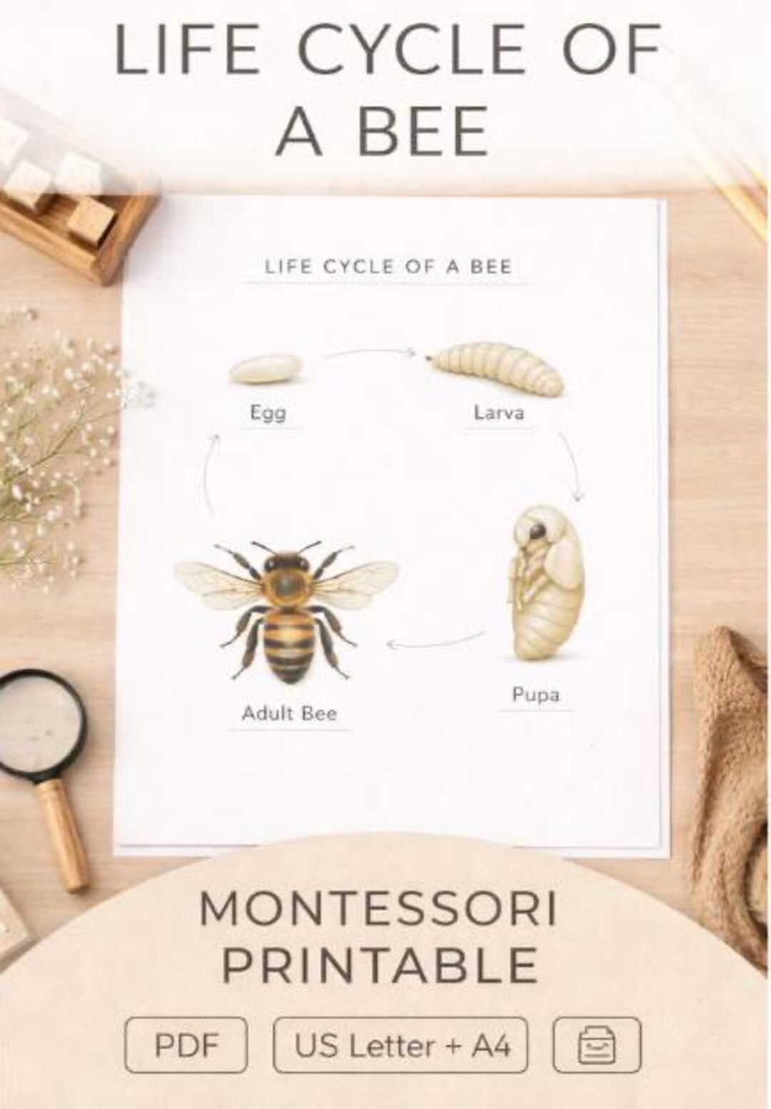 Bee Life Cycle Montessori Poster, Science Wall Art, Preschool Nature ...