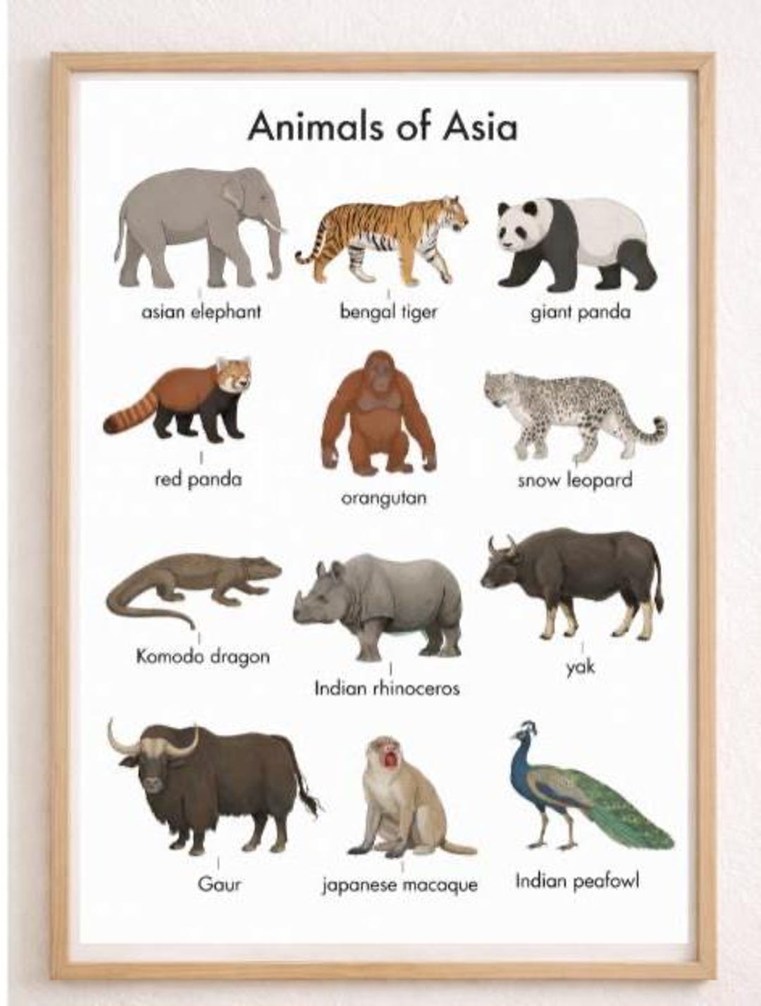 Animals of Asia Poster, Montessori Educational Wall Art (digital ...