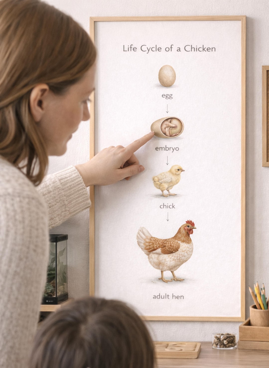 Montessori Chicken Life Cycle Printable Poster, Preschool Science Chart ...