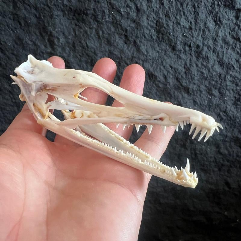Real Fish Skull - Etsy