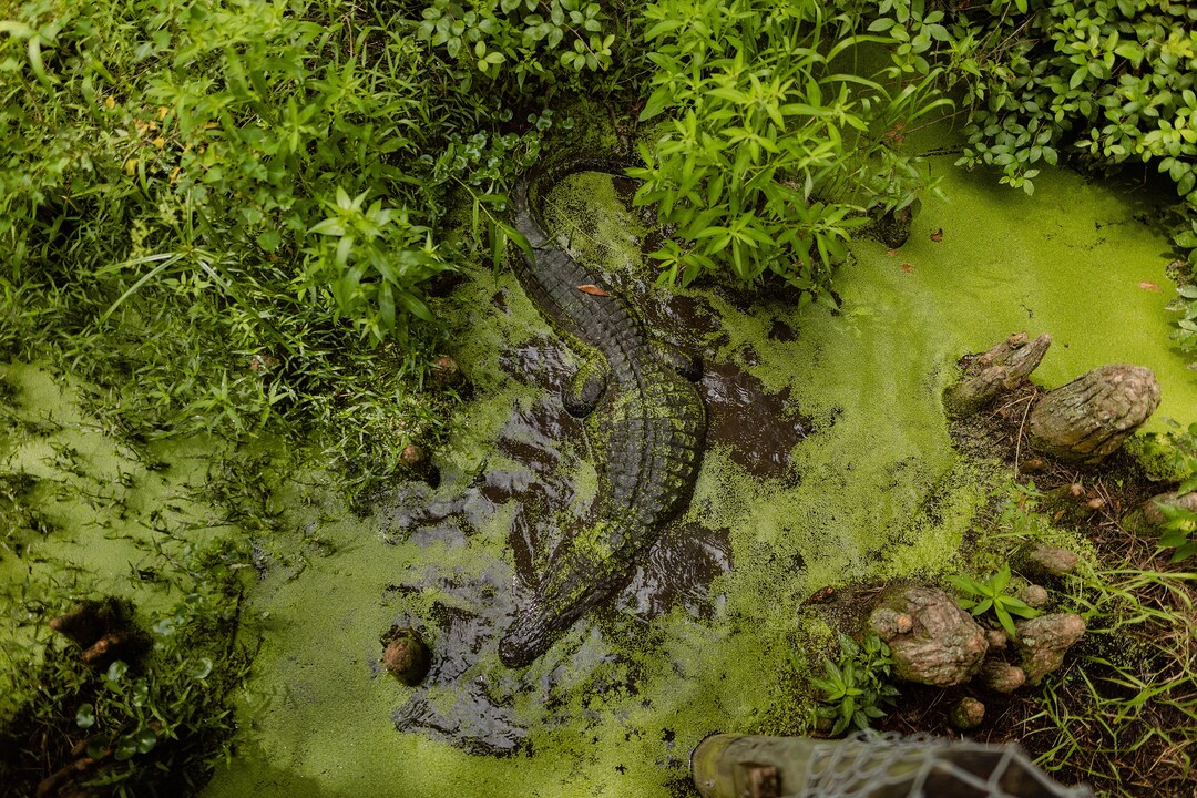 Slither- Fine Art Photography Print - Alligator - Etsy