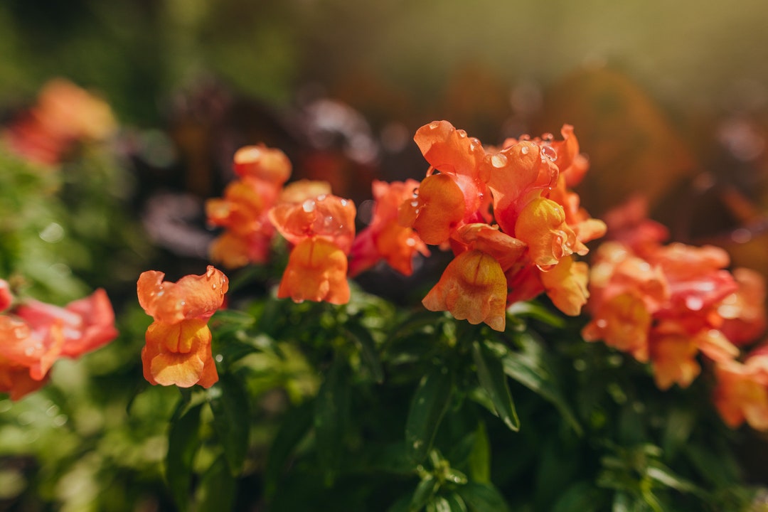 Snapdragon Song - Fine Art Photography Print - Etsy