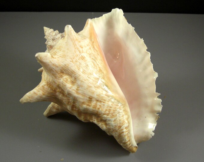 Large Pink Conch Shell // Cameo Crafting // Decor Lamp // From ...