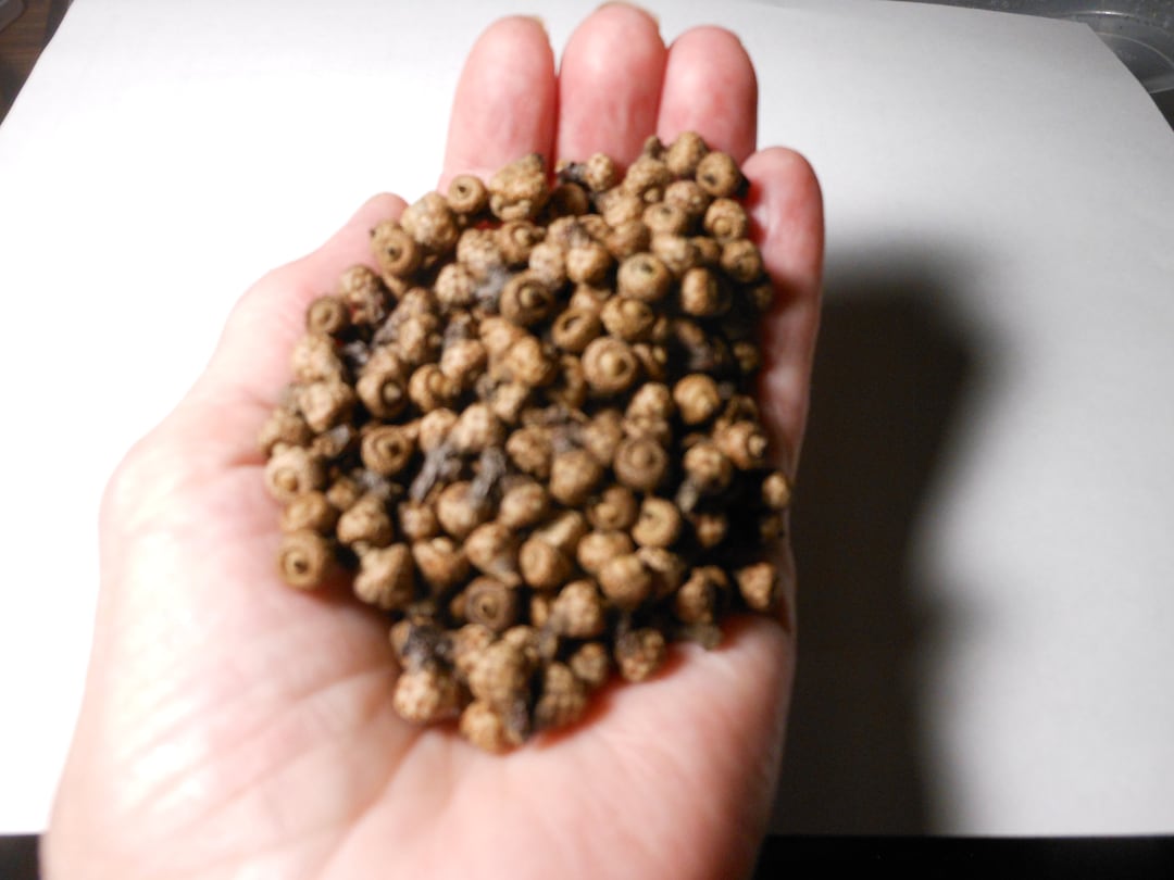 Acorn Buds-1 Oz. to 4oz Bag Acorn Buds-crafts - Etsy
