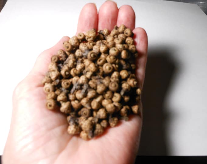 TINY Acorns Small Real Acorns Natural Acorns Rustic Decor Thanksgiving ...