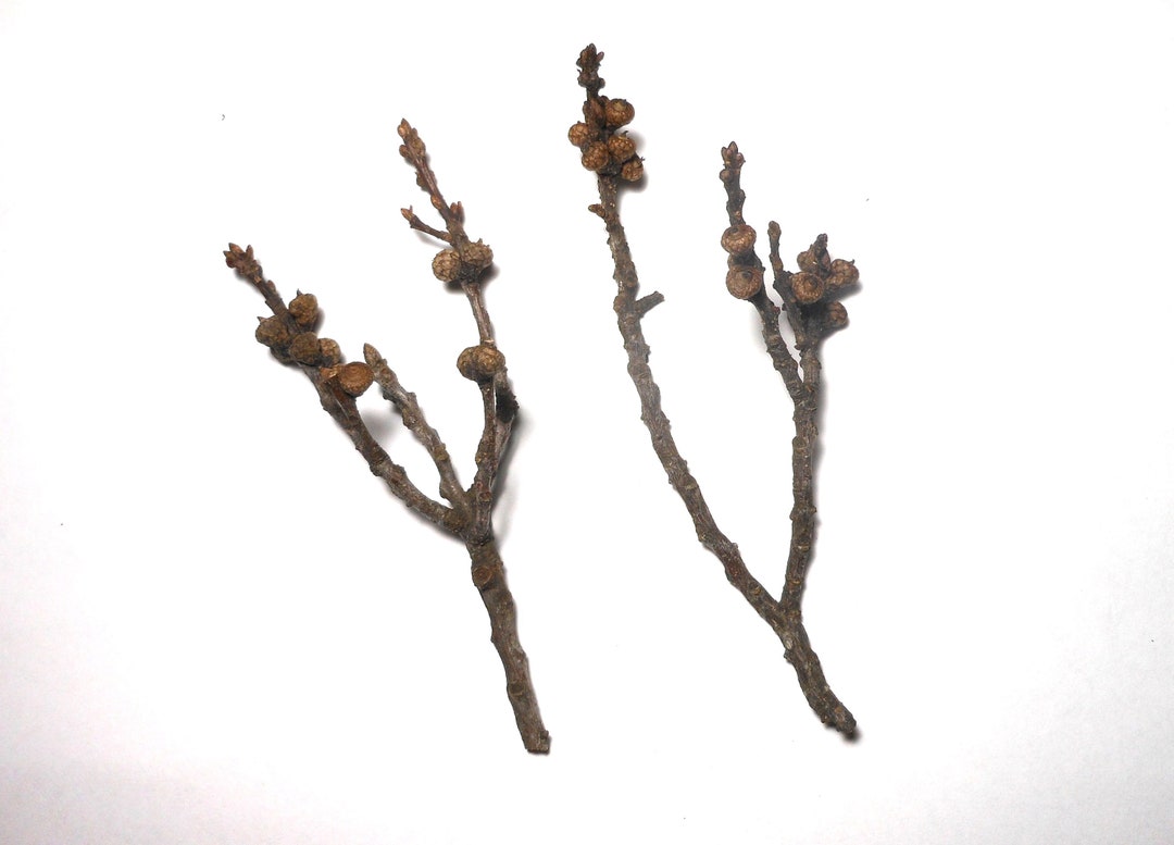 2 Long Stem Acorn Bud Clusters for Crafts - Etsy