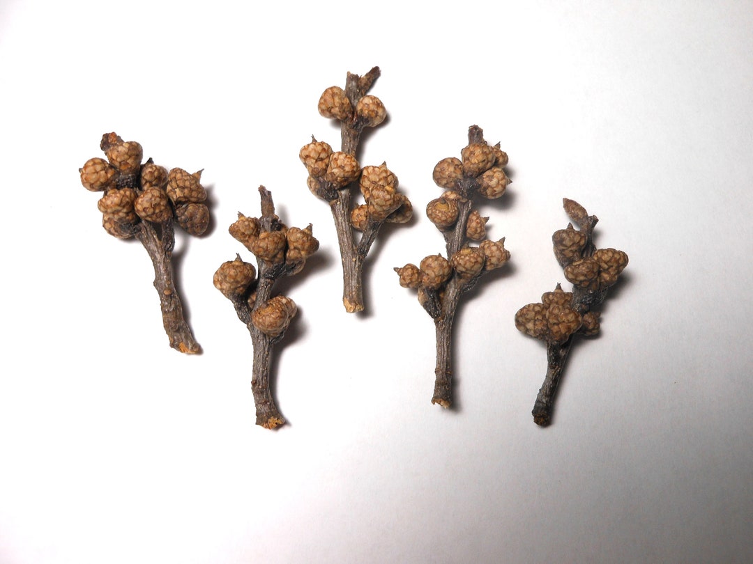 Acorn Buds on Stems-5 Short Stem Acorn Bud Clusters-crafting Acorn Buds ...