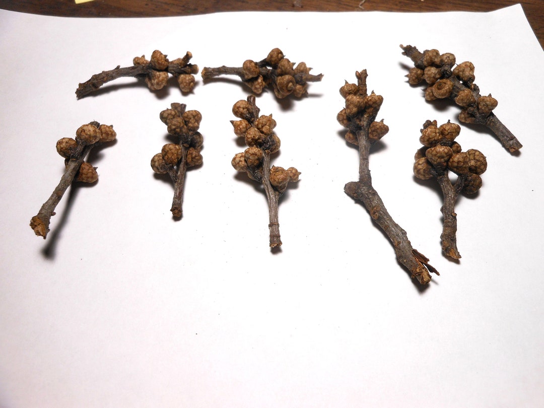 Acorn Bud Clusters on Stems-8 Acorn Bud Clusters for Crafts - Etsy