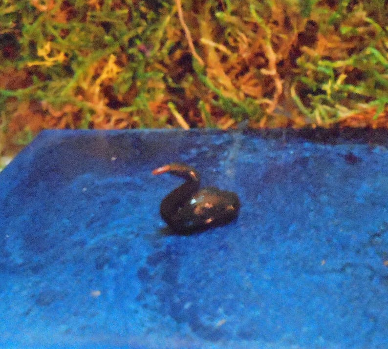 Black Swan-ooak-micro-mini Swan-polymer Clay Swan 3/8 - Etsy
