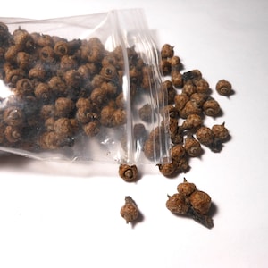 Acorn Buds-1 Oz. to 4oz Bag Acorn Buds-crafts - Etsy