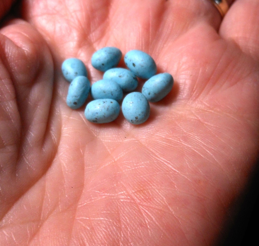 Blue Bird Eggs- 1/8" /1/4"/1/2" or 3/4"long Blue Speckled Eggs for ...