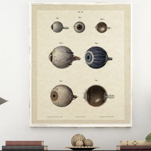 Vintage Anatomy Eye Diagram Optometry Print - Etsy