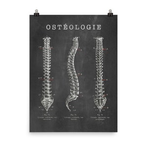 OSTEOLOGY French Spine Anatomy Poster, Scientific Study Vertebrae ...