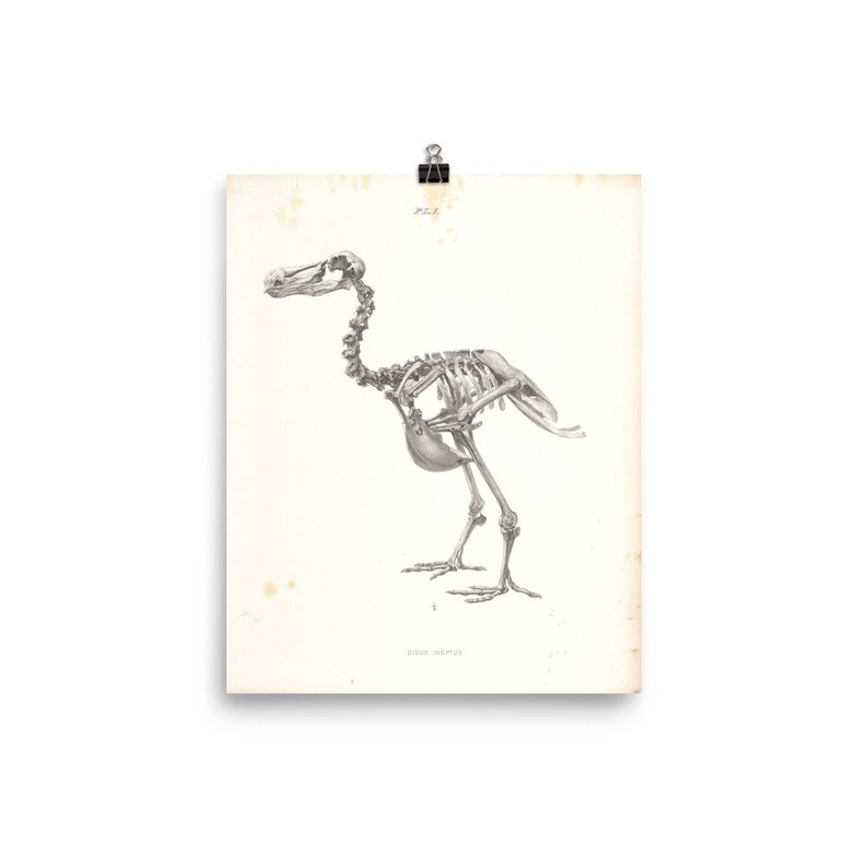 DODO Bird Skeleton Wall Art Print Poster Scientific Antique - Etsy
