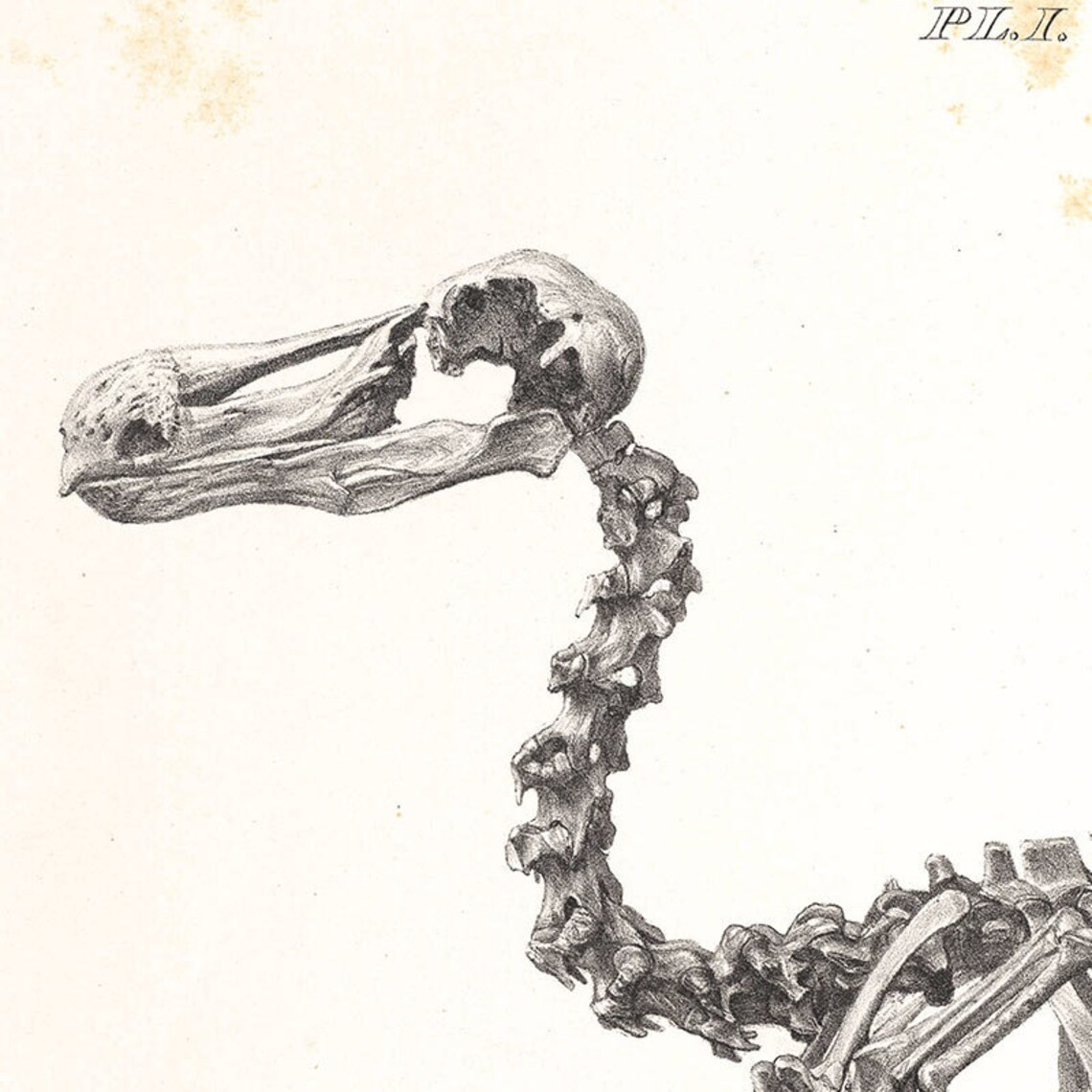 DODO Bird Skeleton Wall Art Print Poster Scientific Antique - Etsy