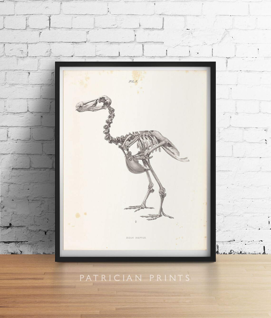 DODO Bird Skeleton Wall Art Print Poster Scientific Antique - Etsy