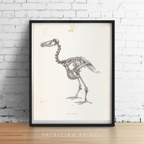 Bird Skeleton - Etsy
