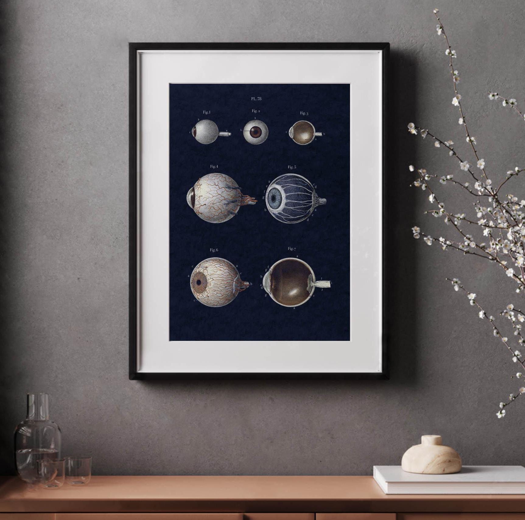 Vintage French Eyes Anatomy Print, Antique Eyeballs Poster, Optometry ...