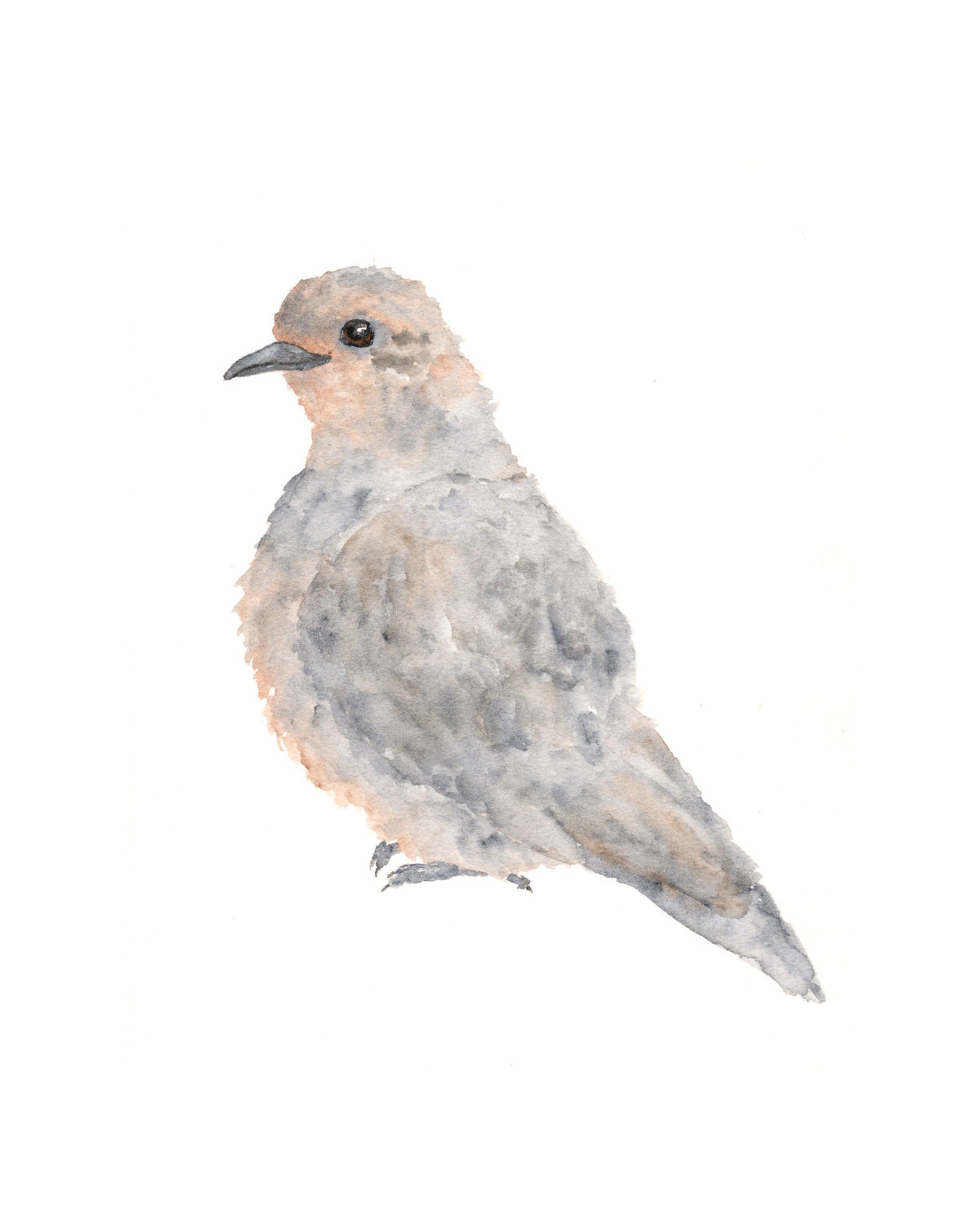 Bird Art, Bird Painting, Watercolor Painting, Grey Dove, Watercolor ...