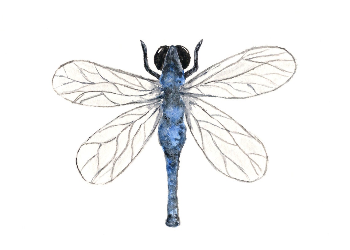 Watercolor Painting, Dragon Fly, Dragon Fly Painting, Watercolor Dragon ...