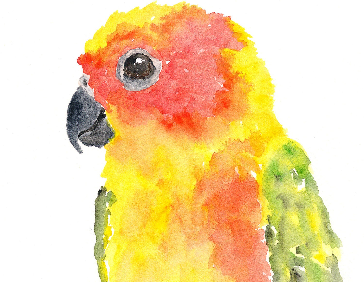 Watercolor Parrot Painting - Sun Conure Parrot Art - Tropical Decor ...