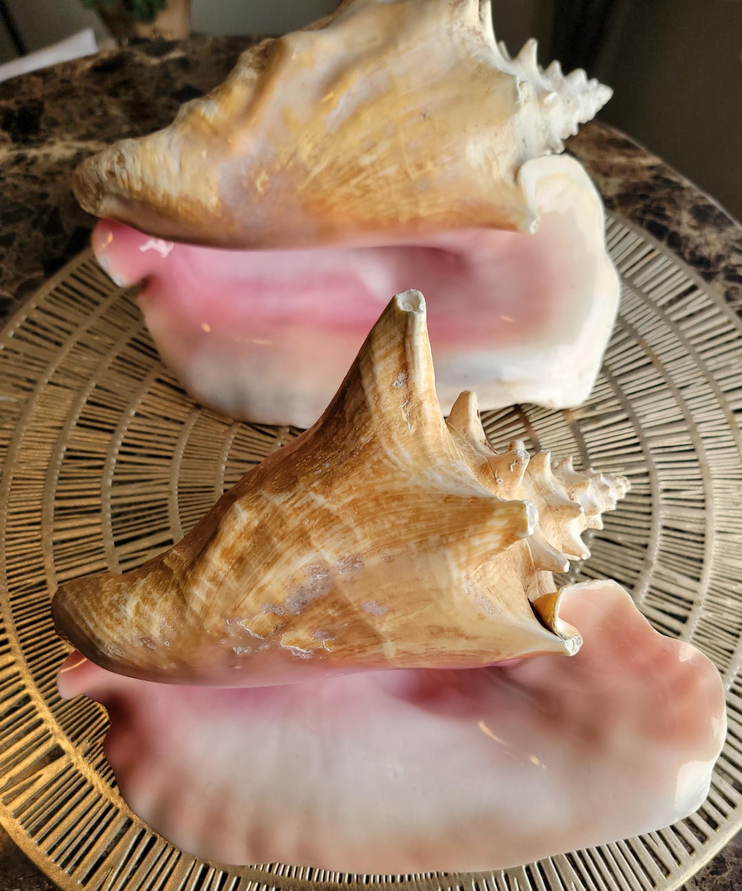 Two Vintage Large Natural Pink Queen Conch Shells - Etsy