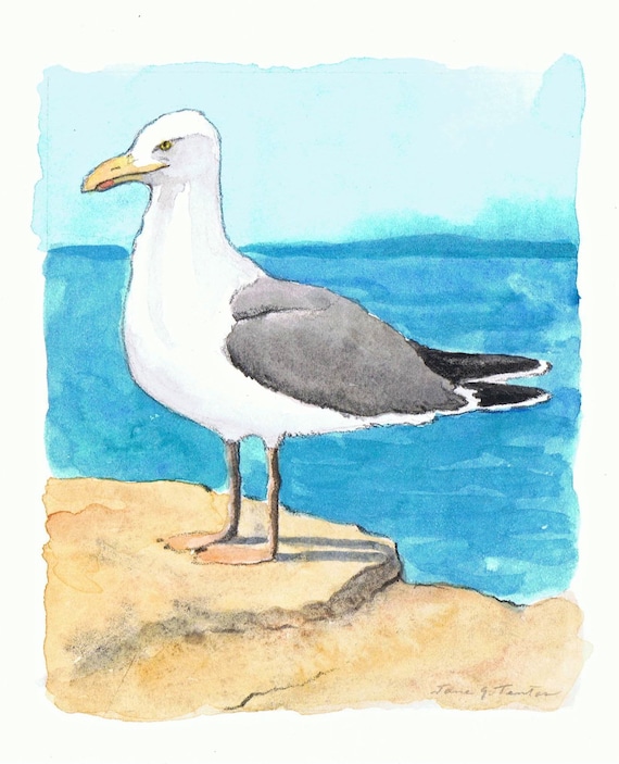 Herring Gull Drawing