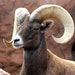 Bighorn Sheep, Bighorn Ram, Animal Photography, Arizona-sonora Desert ...