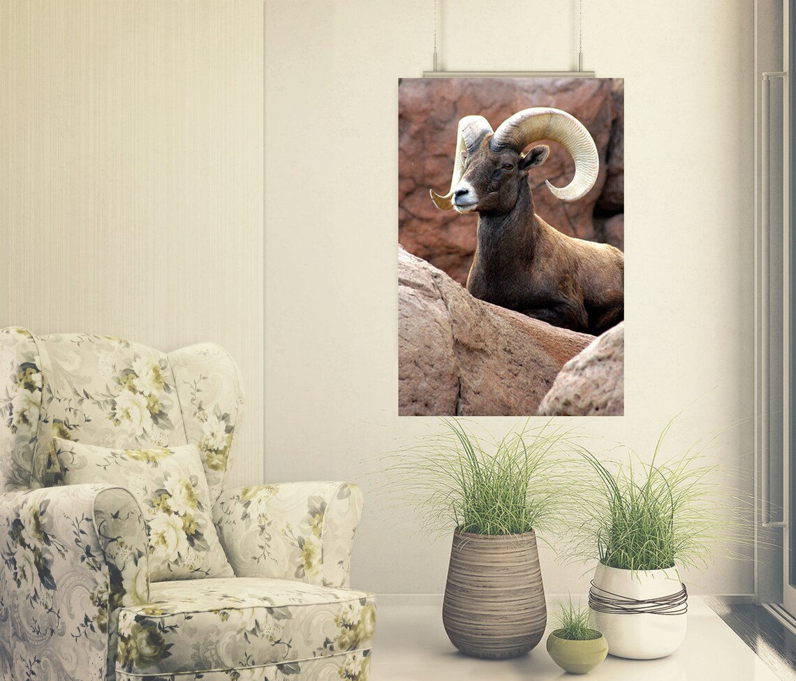 Bighorn Sheep, Bighorn Ram, Animal Photography, Arizona-sonora Desert ...