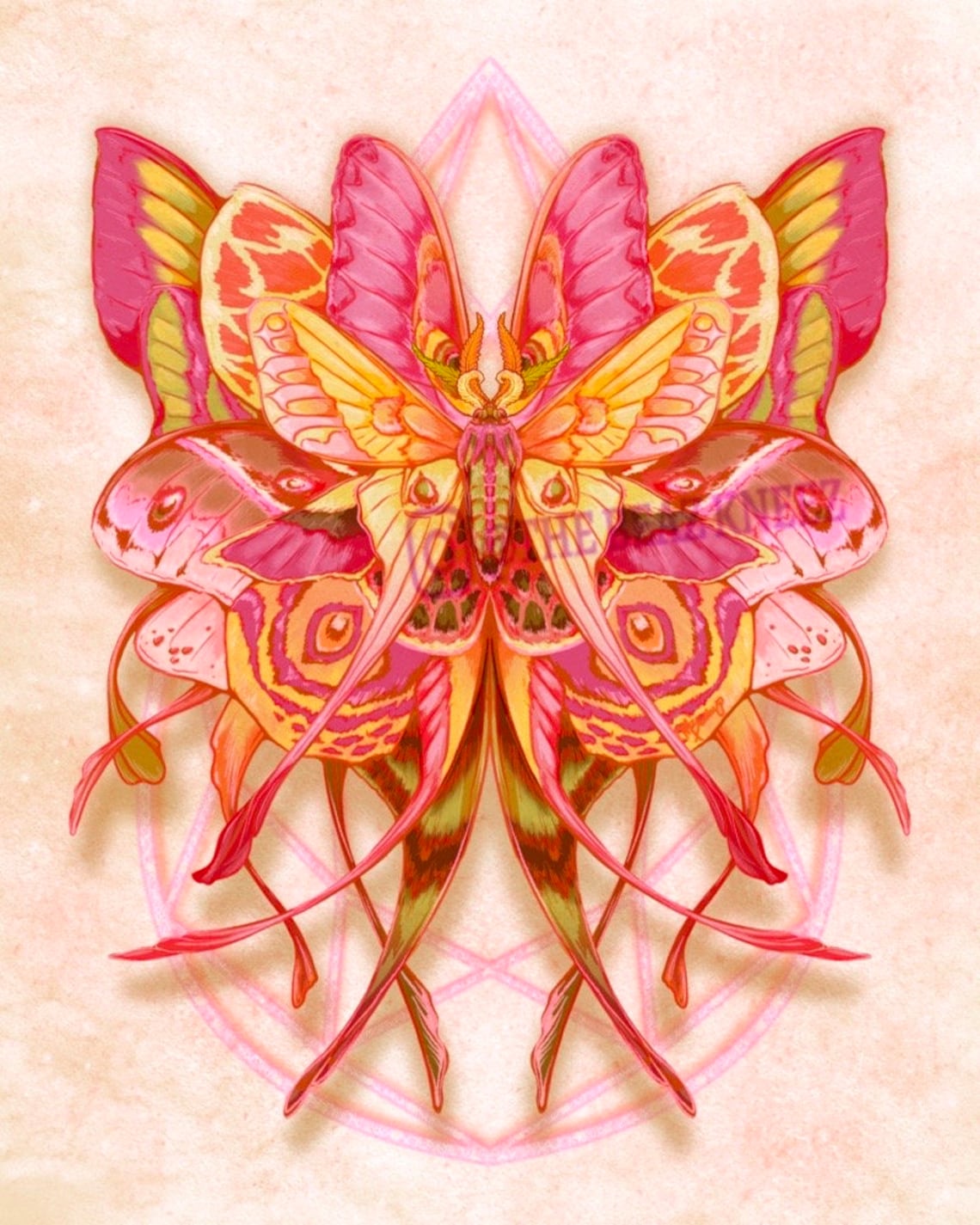 Flavum Tinea Rosy Maple Moth Luna Yellow Pink Insect Surreal Fairy ...