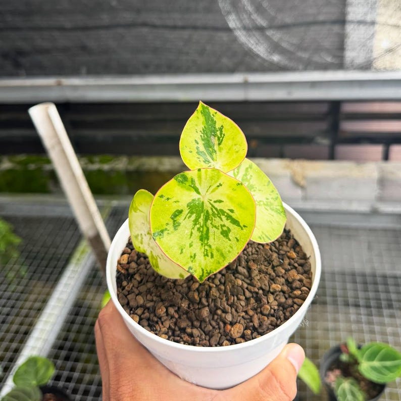 Unique Plant Peperomia Polybotrya Variegated Beauty and Luxury Rare ...
