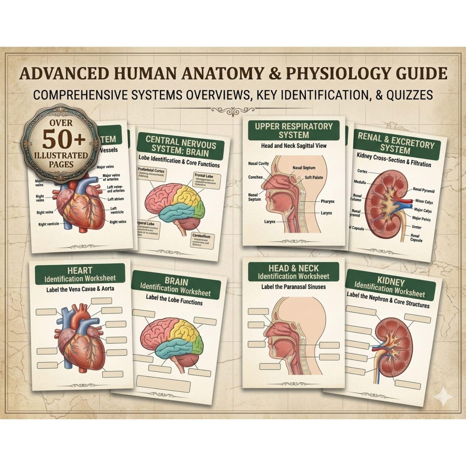 Anatomy and Physiology Notes Mega Bundle Vol 1 & 2, Nursing School Note ...