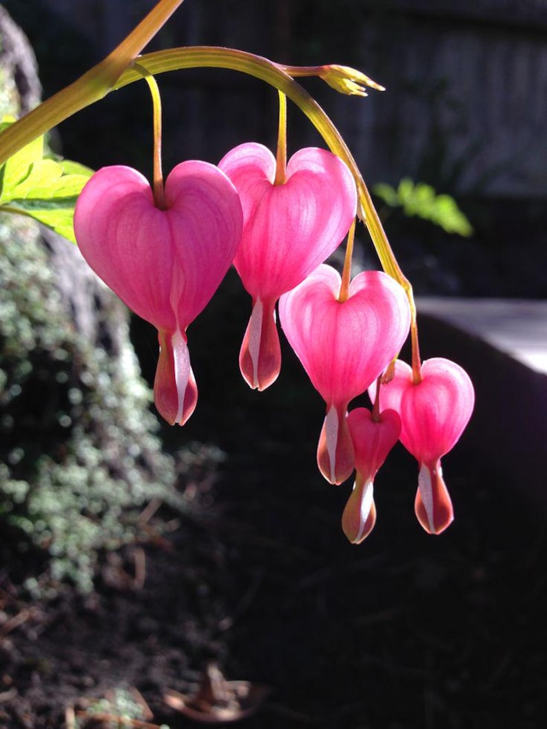 Mixed Bleeding Heart Seeds | Rare Heirloom Perennial Garden Flowers ...