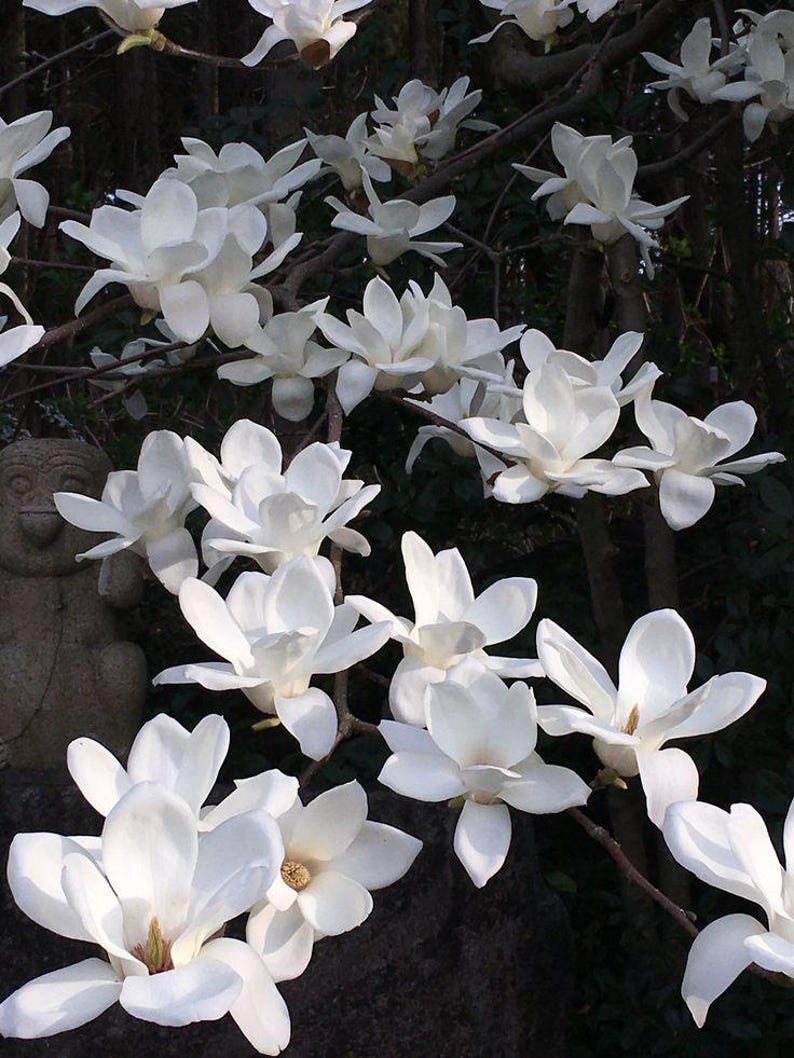 White Southern Magnolia Seeds | Fragrant Ornamental Flowering Tree ...