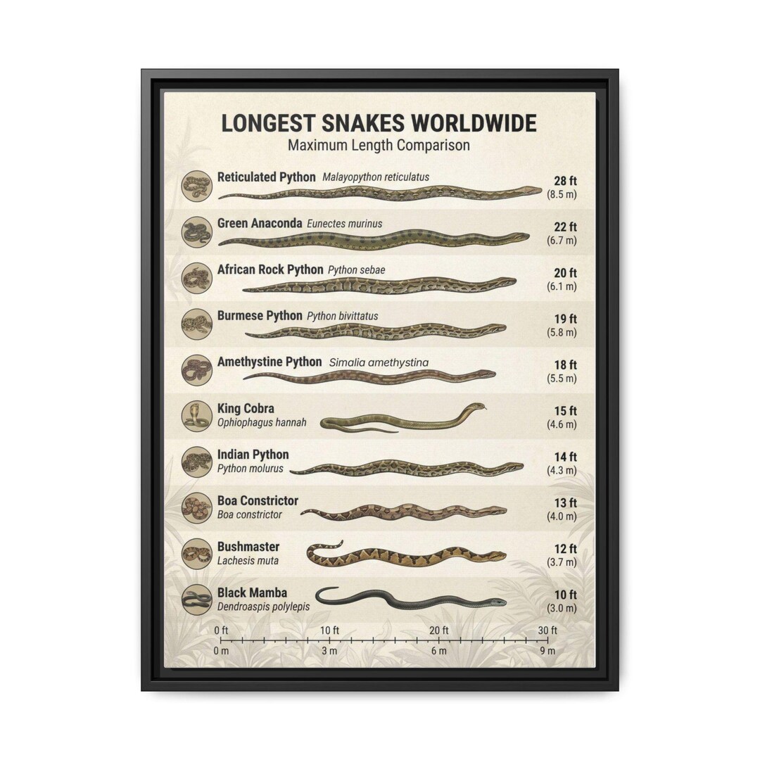 Longest Snakes Worldwide Poster, Maximum Length Comparison Snake Chart ...