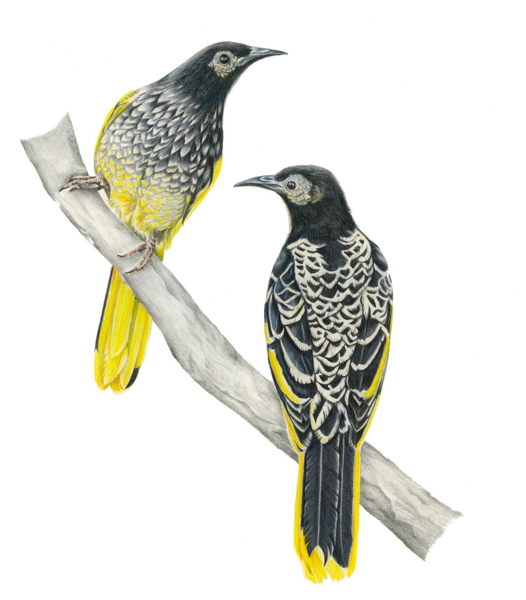 NEW! Archival Print of a Regent Honeyeater, From an Original Coloured ...