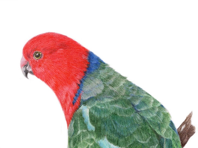 Archival Print of an Australian King Parrot - Etsy