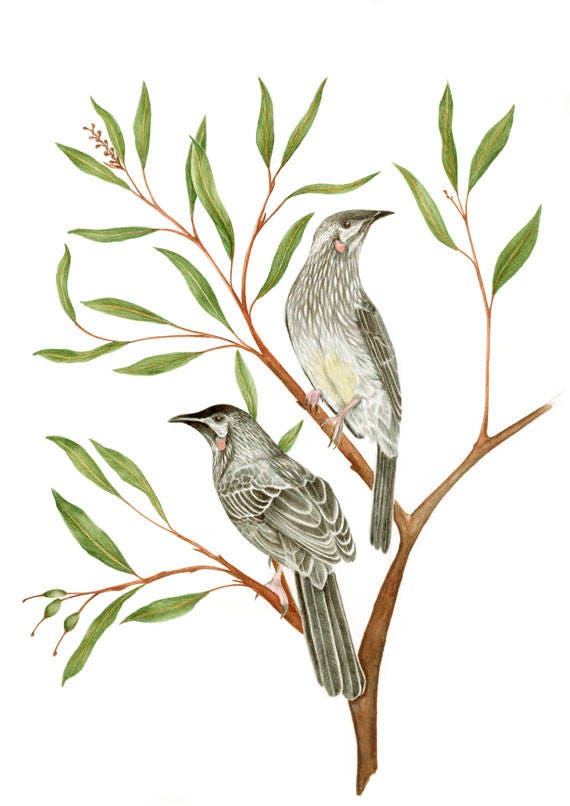 Archival Print of an Red Wattlebird From an Original | Etsy Australia