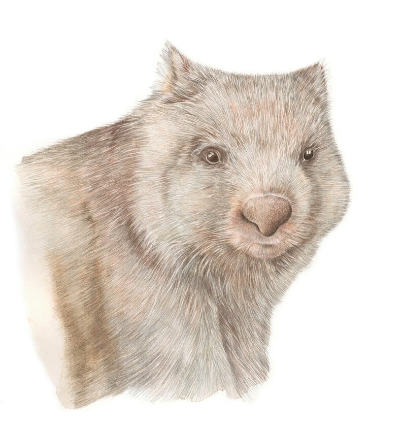 Archival Print of a Wombat, From an Original Watercolour and Coloured ...