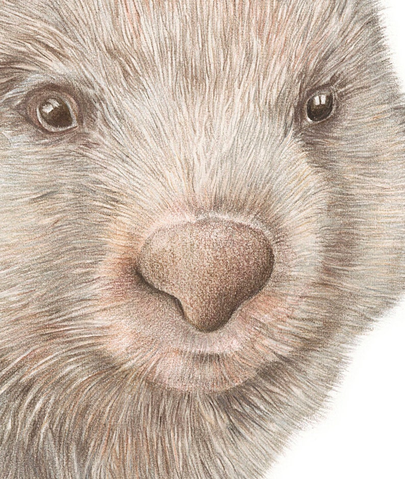 Archival Print of a Wombat, From an Original Watercolour and Coloured ...