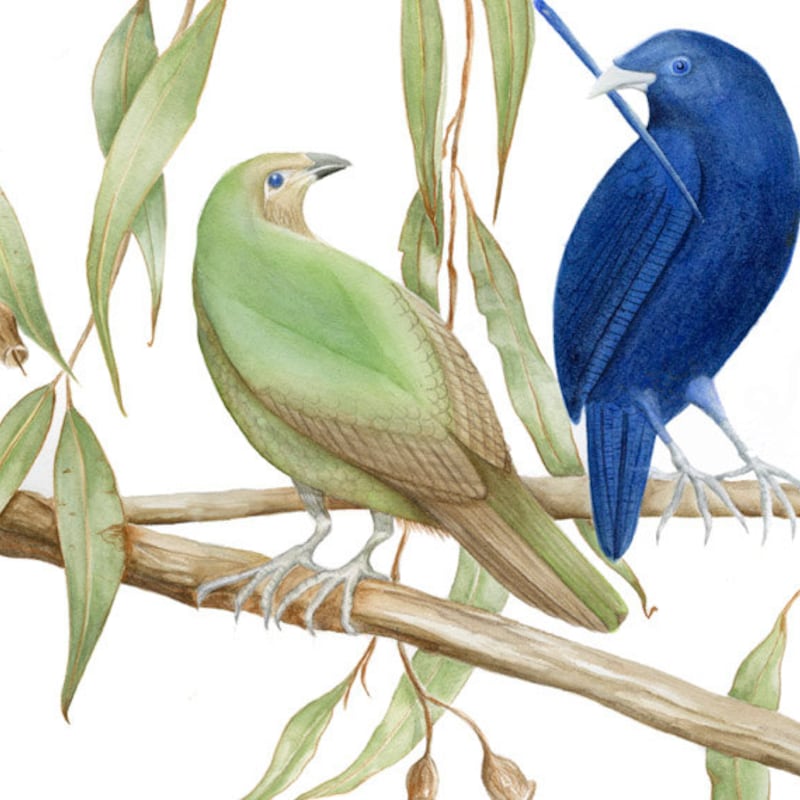 Bowerbird - Etsy Australia