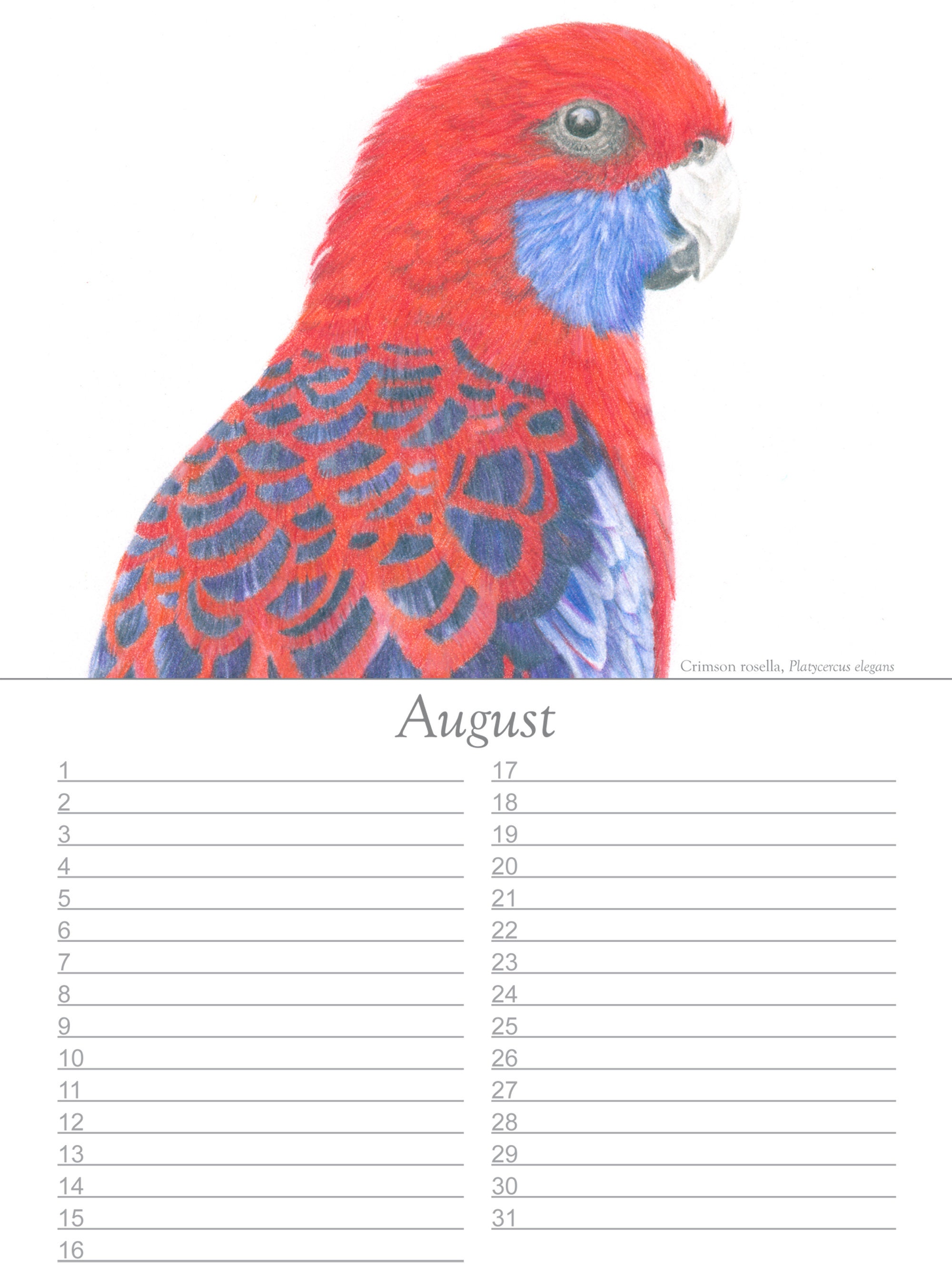 Australian Birds Perpetual Calendar - Etsy