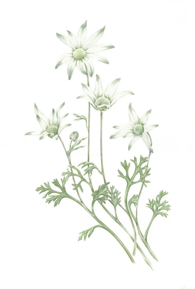 Archival Print Flannel Flower - Etsy Australia