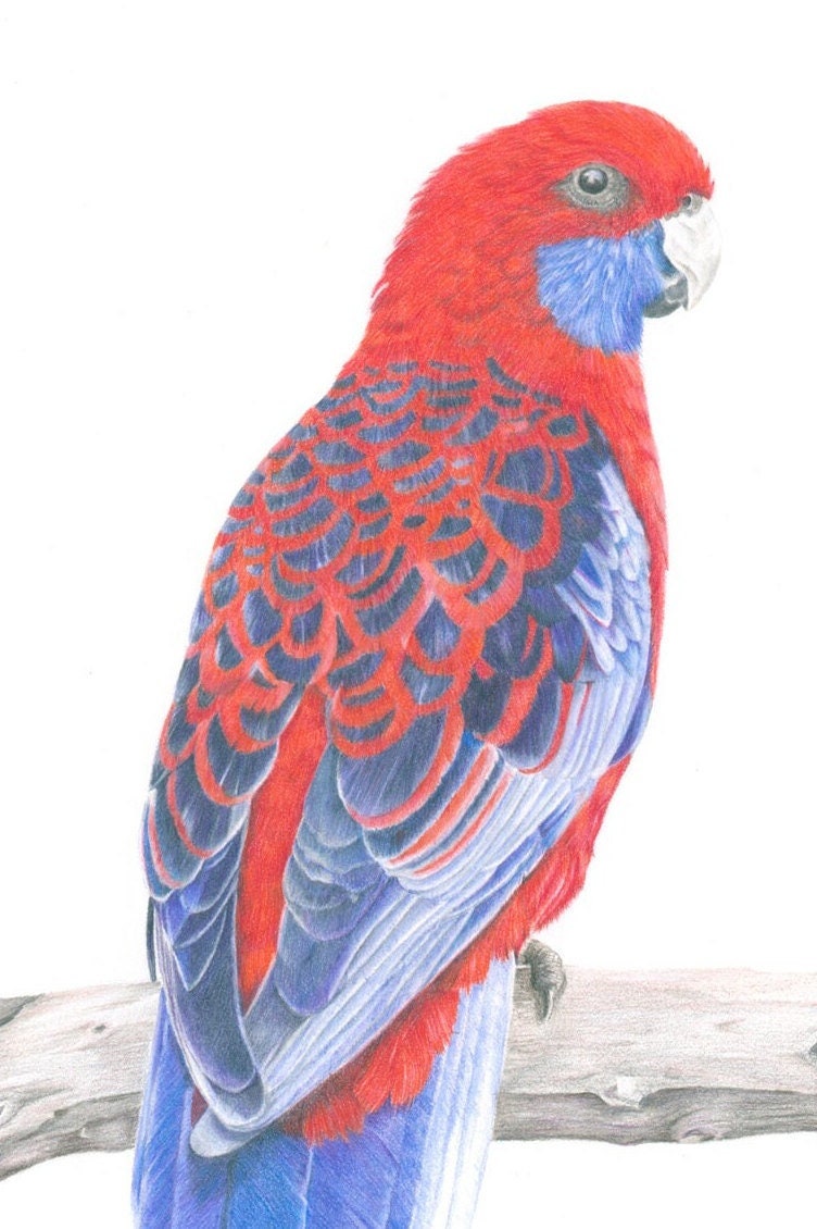 Crimson Rosella Drawing