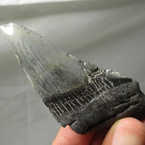 1 Partial Megalodon Shark Tooth Randomly Picked From Lot - 2 to 3 ...